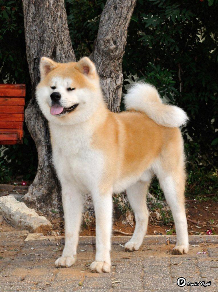 Amaya Aki Go Royal Nippon Akitos – Elevage des Seigneurs d'orient